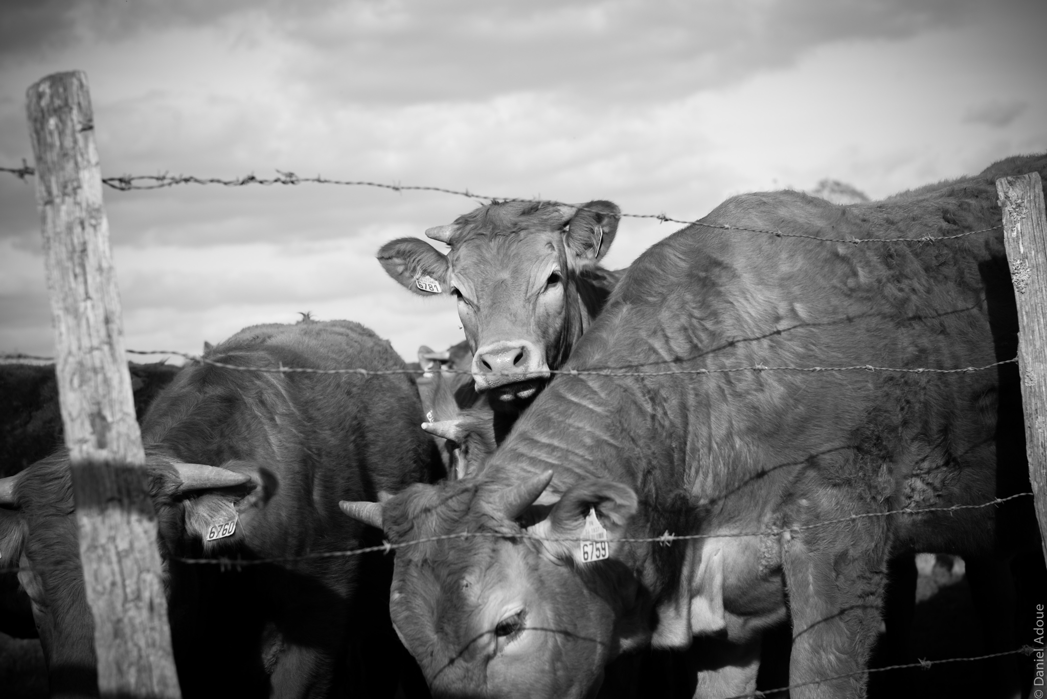 Dear Cows dear-cows